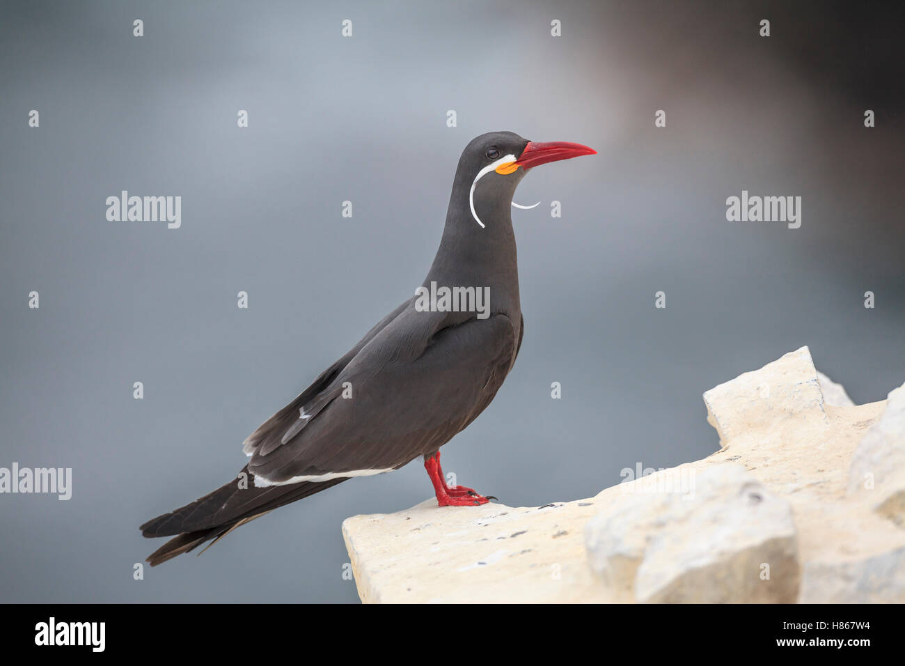Inca Tern (Larosterna inca), Chile Stock Photo - Alamy