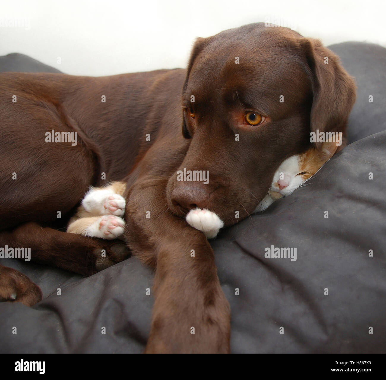 Domestic Dog (Canis familiaris) and Domestic Cat (Felis catus) friends ...