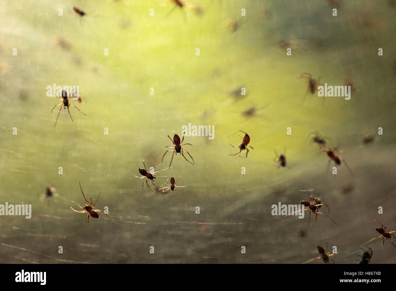 Spiderlings in web, Veluwe, Netherlands Stock Photo - Alamy