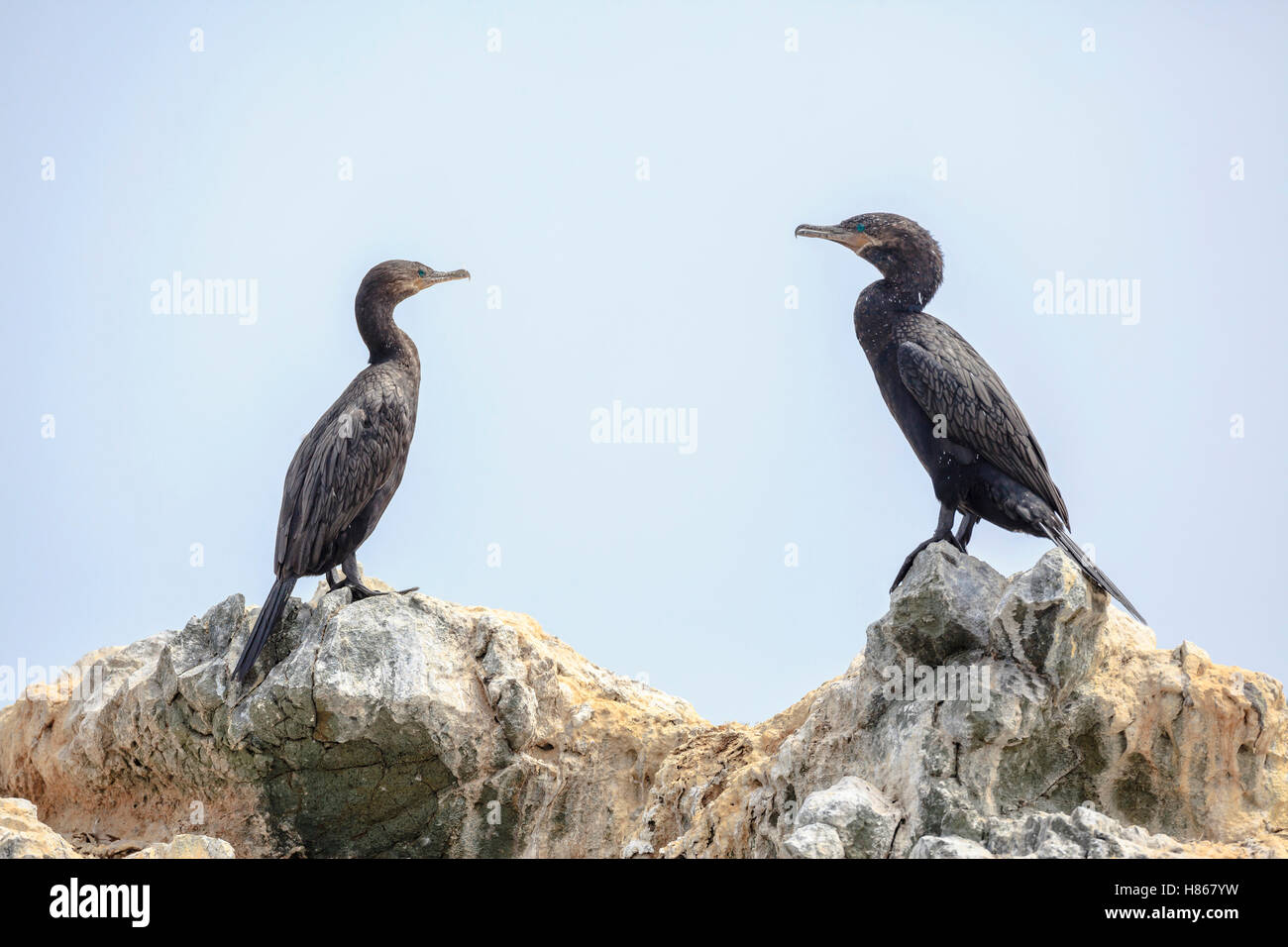 Neotropic Cormorant (Phalacrocorax brasilianus) pair, Chile Stock Photo ...