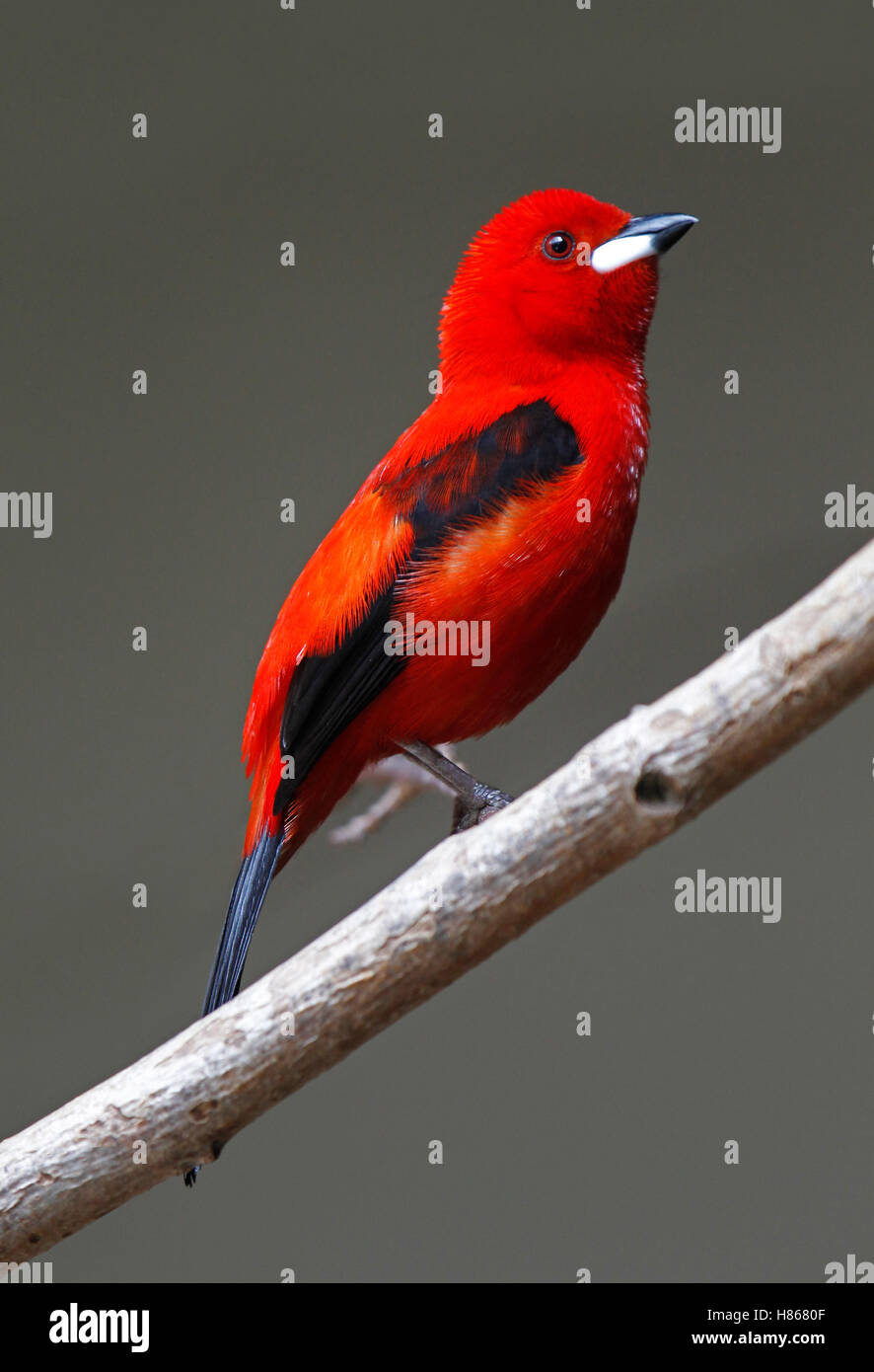 Brazilian Tanager (Ramphocelus bresilius), male, United Kingdom Stock ...