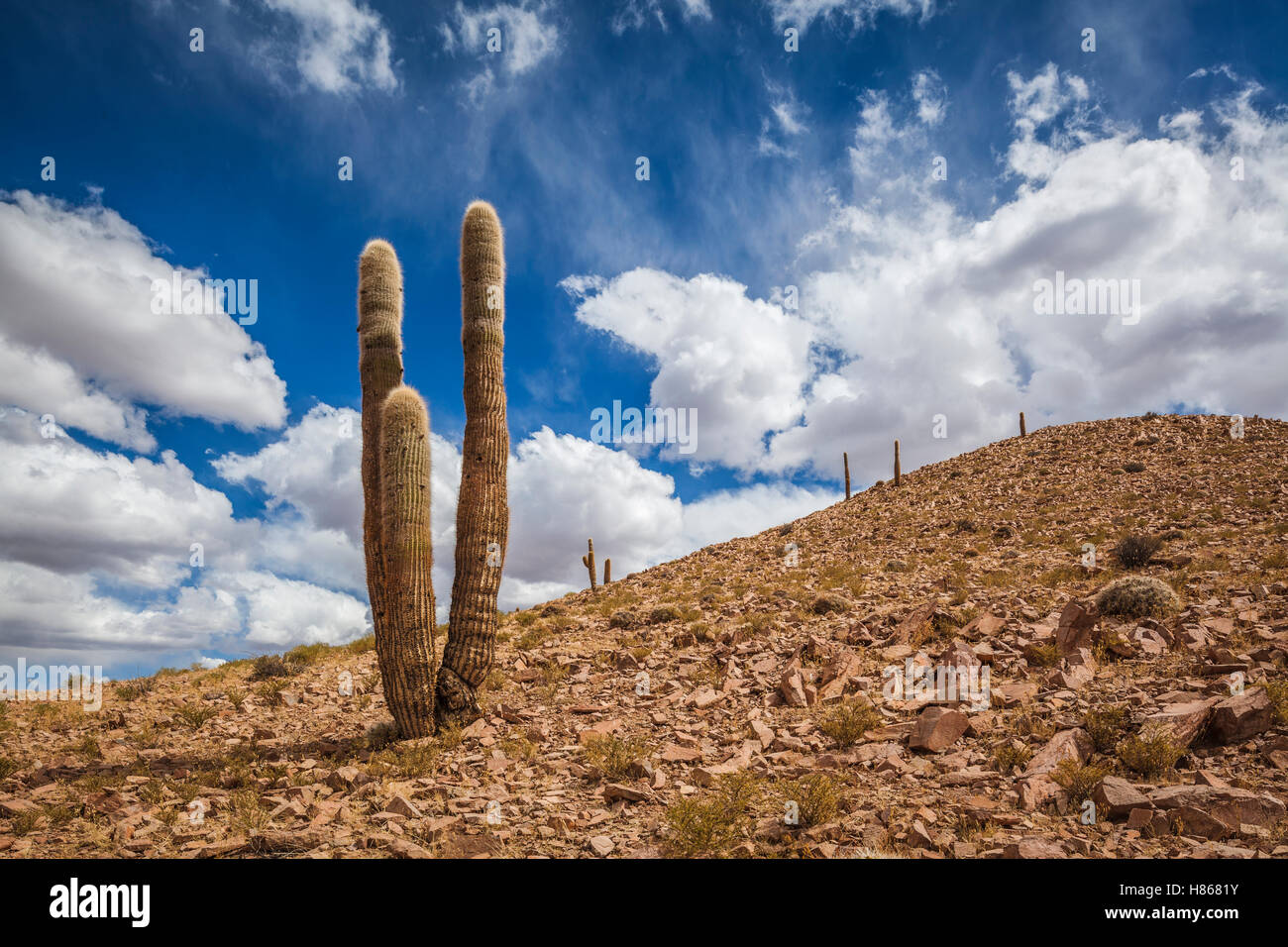 Cactus (Echinopsis atacamensis), Chile Stock Photo - Alamy