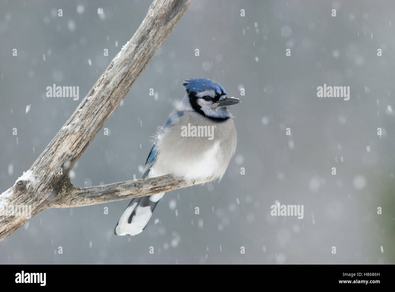 Blue Jay (Cyanocitta cristata) in winter, Canada Stock Photo - Alamy