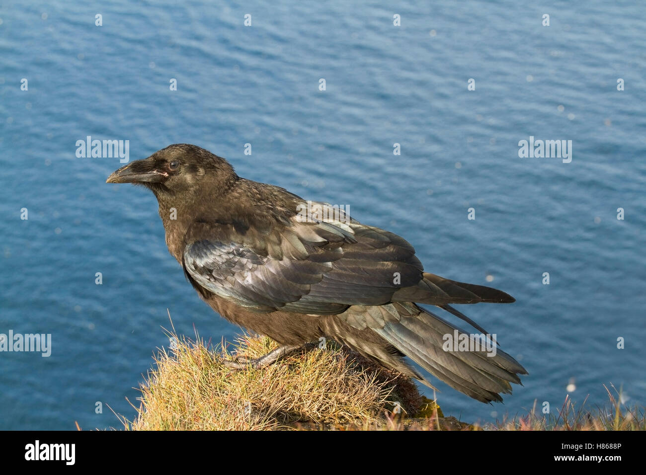 Common Raven (Corvus corax), Iceland Stock Photo - Alamy