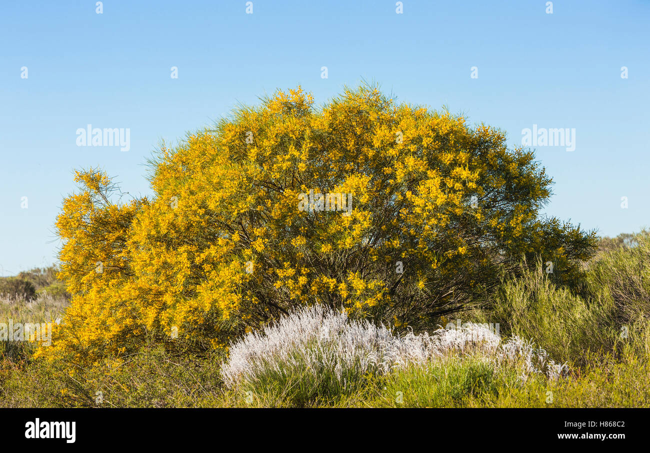 Bardi Bush (Acacia victoriae) flowering, Kalbarri National Park ...