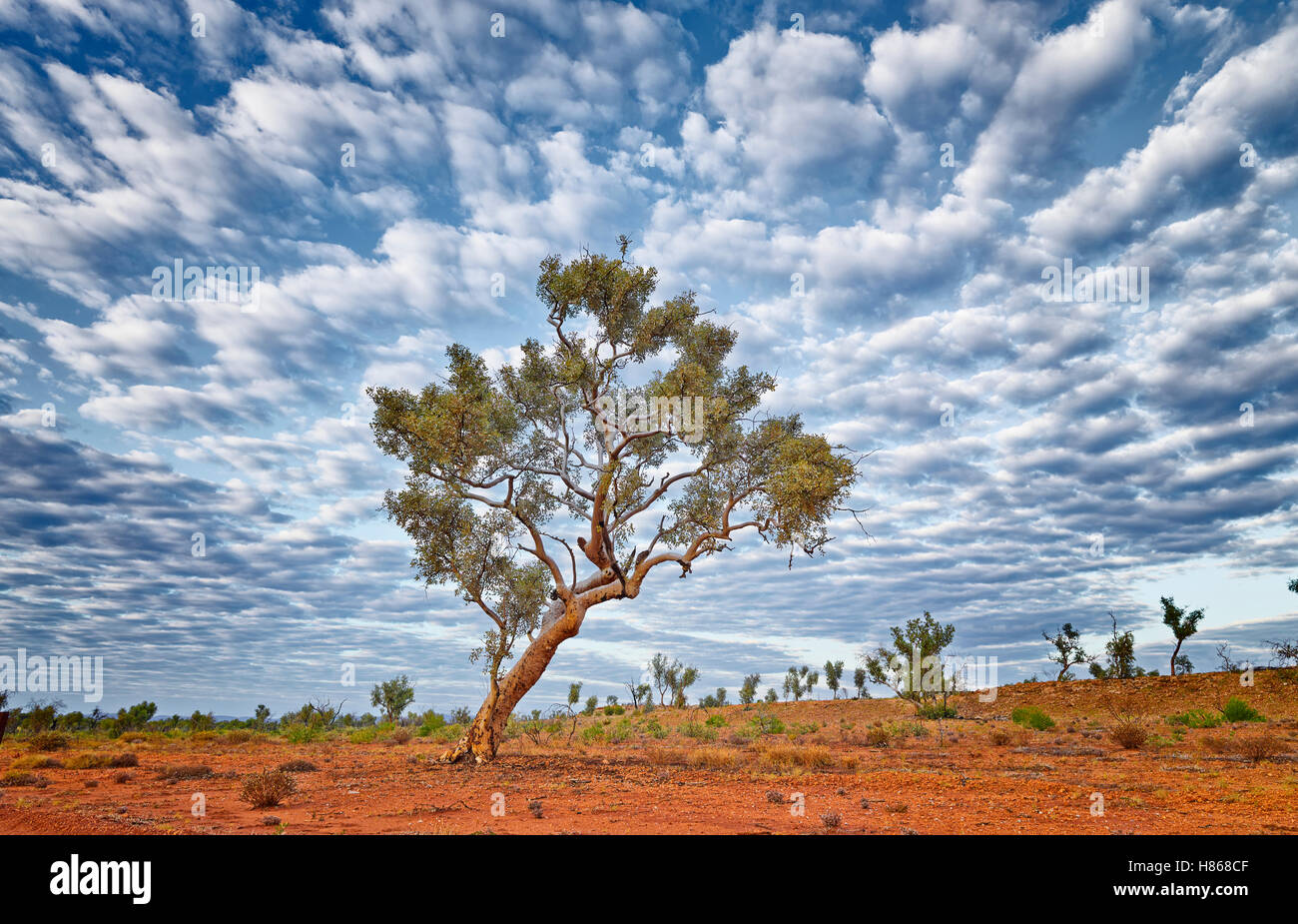 Snappy Gum (Eucalyptus racemosa) trees and cirrocumulus stratiformis ...