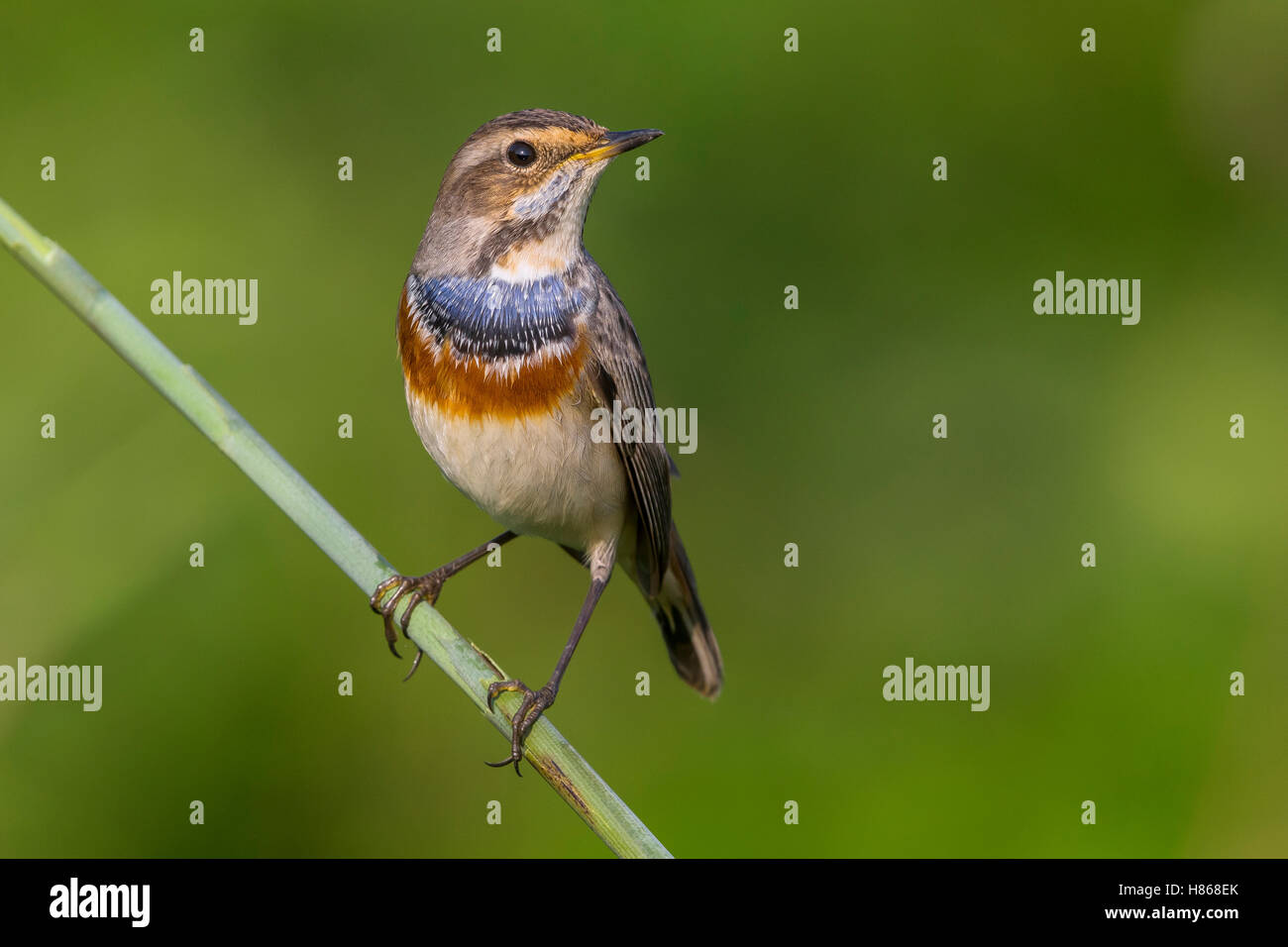 Bluethroat (Luscinia svecica) male, Massaciuccoli Lake, Italy Stock ...