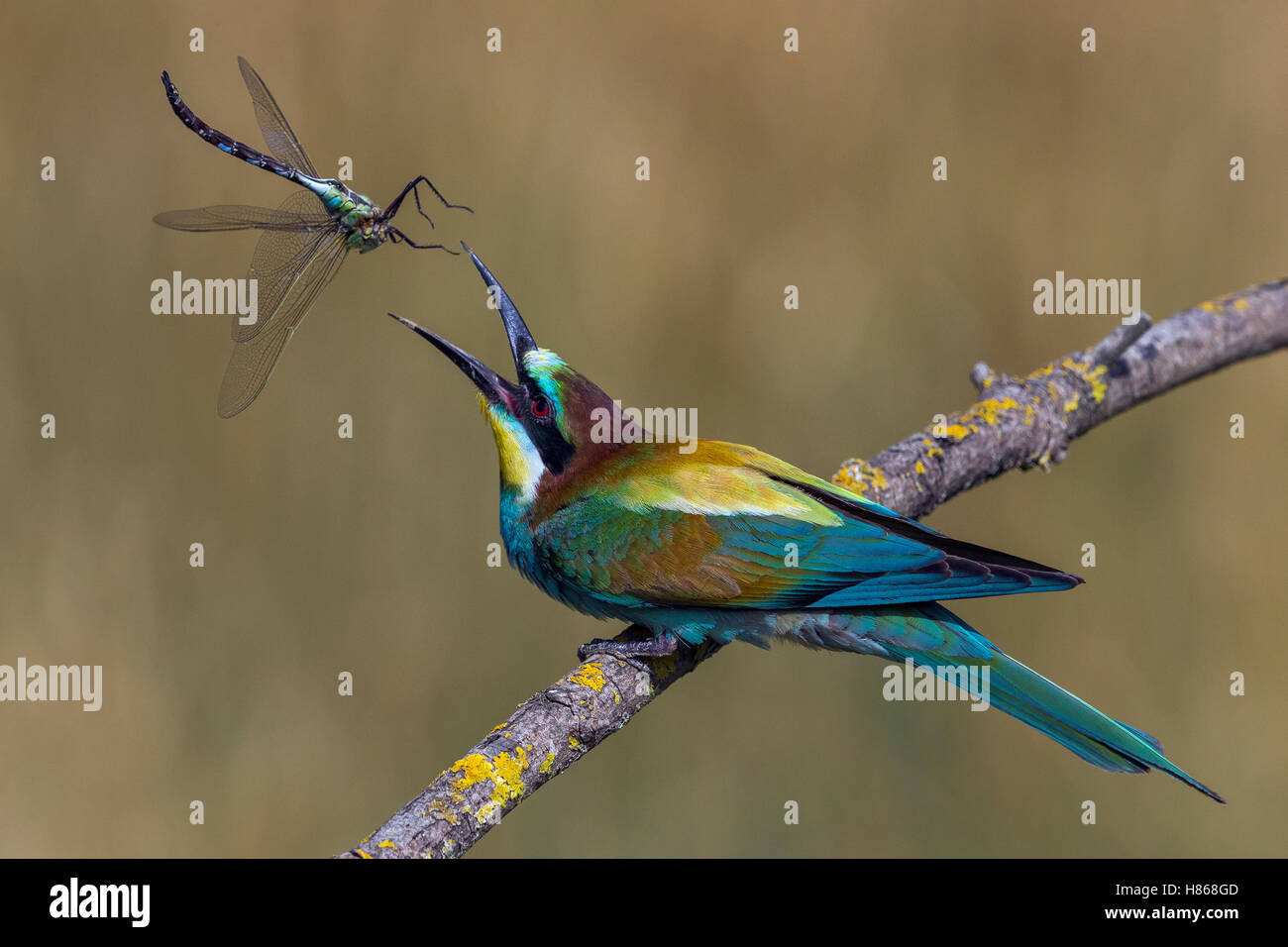 European Bee-eater (Merops apiaster) throwing up dragonfly prey to ...
