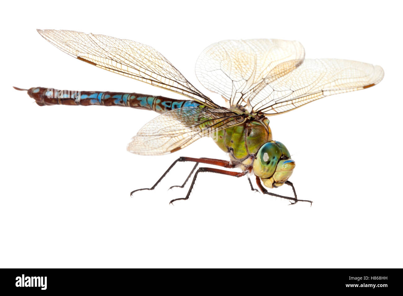 Emperor Dragonfly (Anax imperator), France Stock Photo - Alamy