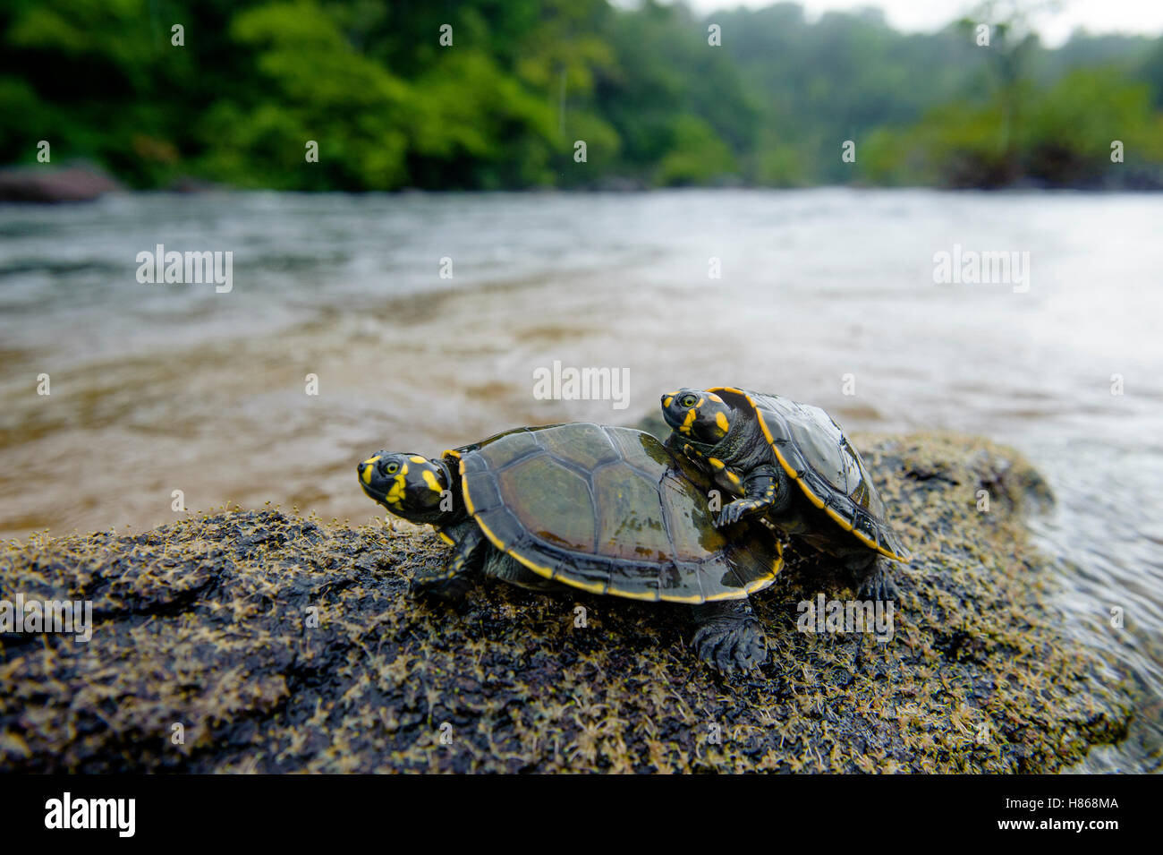 South American River Turtle (Podocnemis expansa) hatchlings in river ...