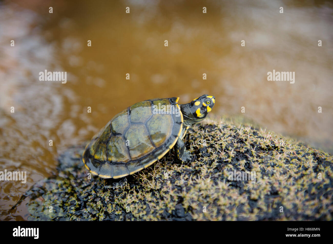 South American River Turtle (Podocnemis expansa) hatchling, Oyapock ...