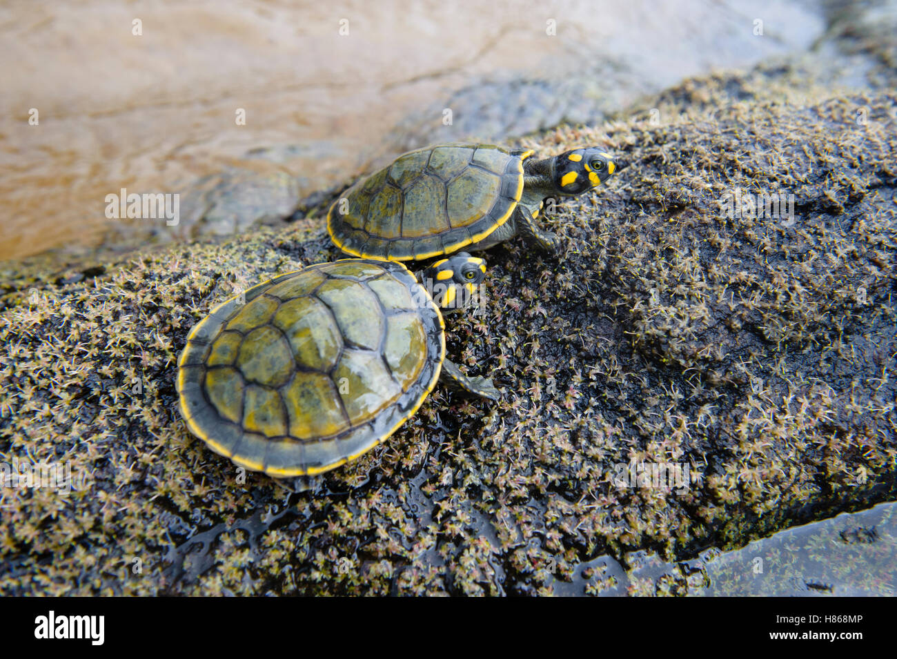 South American River Turtle (Podocnemis expansa) hatchlings, Oyapock ...
