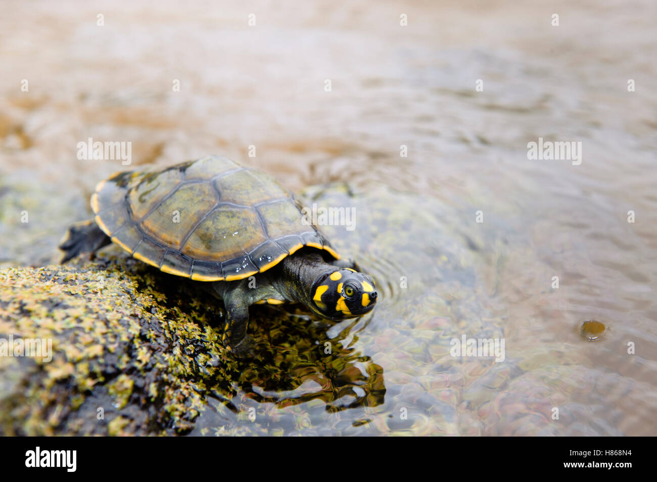 South American River Turtle (Podocnemis expansa) hatchling, Oyapock ...