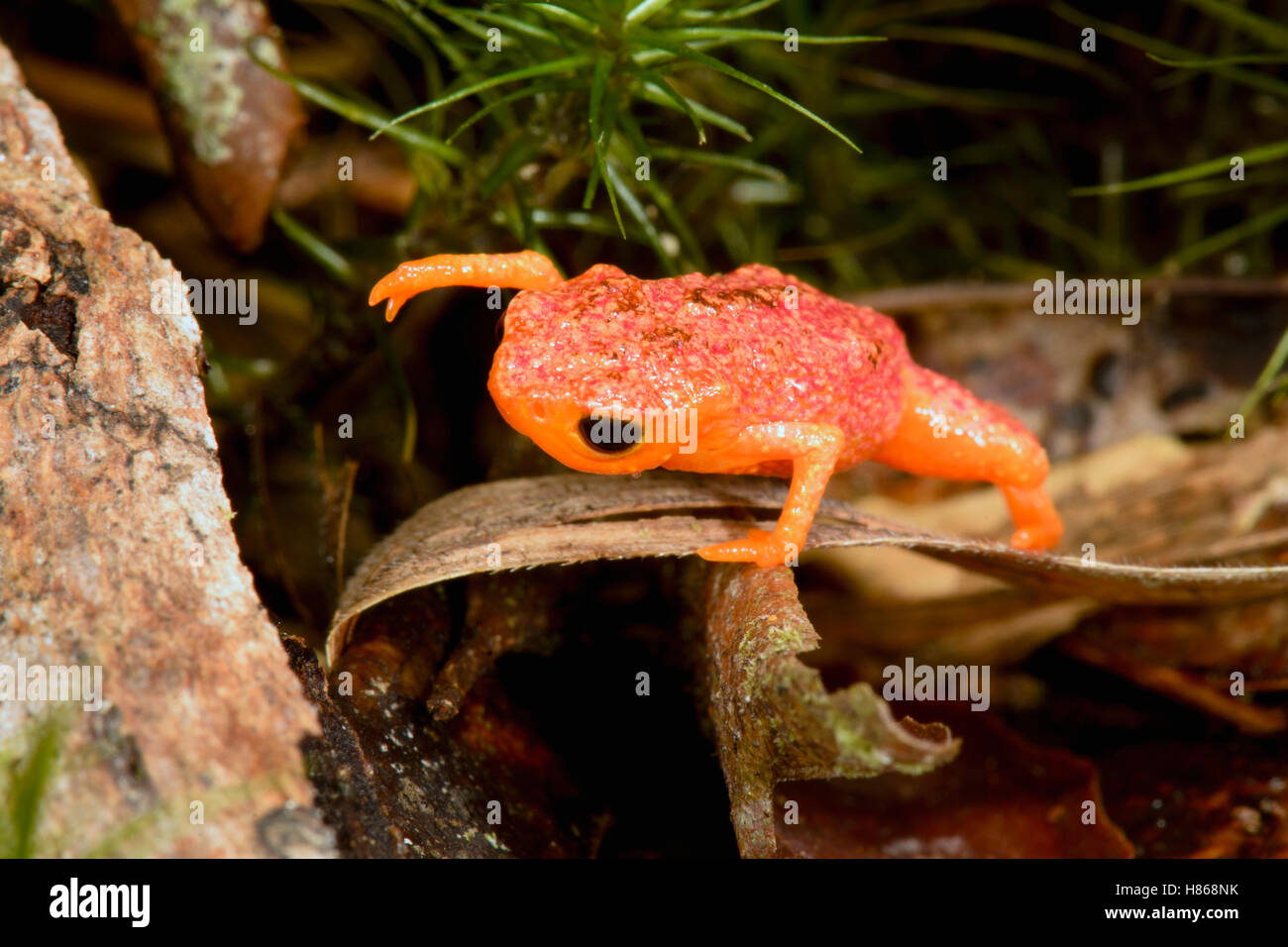 Newly discovered Orange Toadlet species (2010)(Brachycephalus pitanga ...