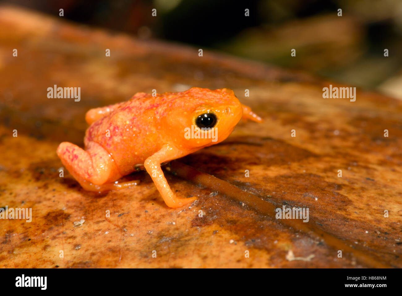 Newly discovered Orange Toadlet species (2010)(Brachycephalus pitanga ...