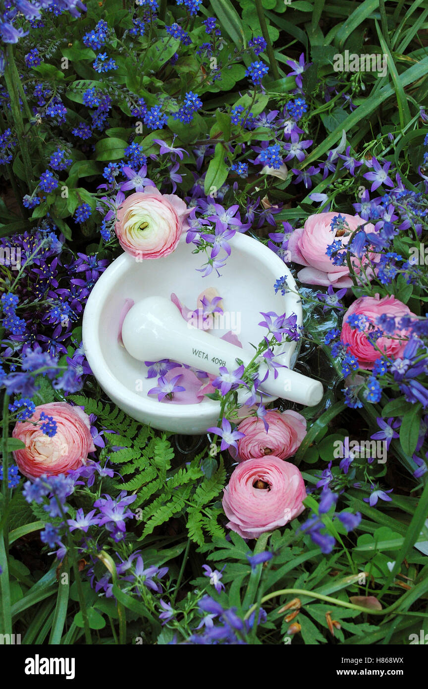 Ranunculus (Ranunculus sp) flowers and mortar and pestle Stock Photo ...