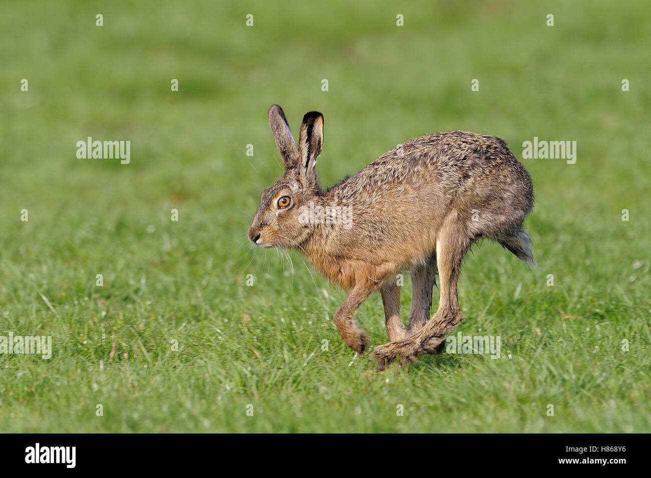 European Hare (Lepus europaeus) running, Texel, Netherlands Stock Photo ...