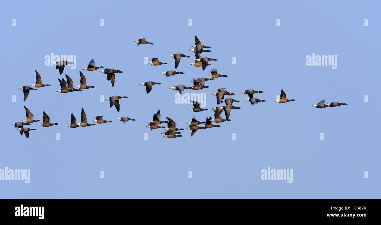 Brant (Branta bernicla) flock flying, Texel, Netherlands Stock Photo ...