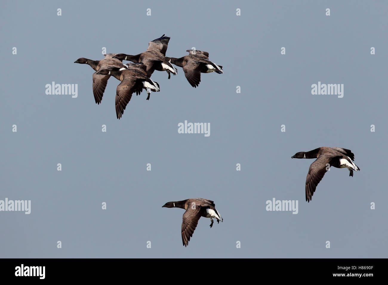 Brant (Branta bernicla) flock flying, Texel, Netherlands Stock Photo ...