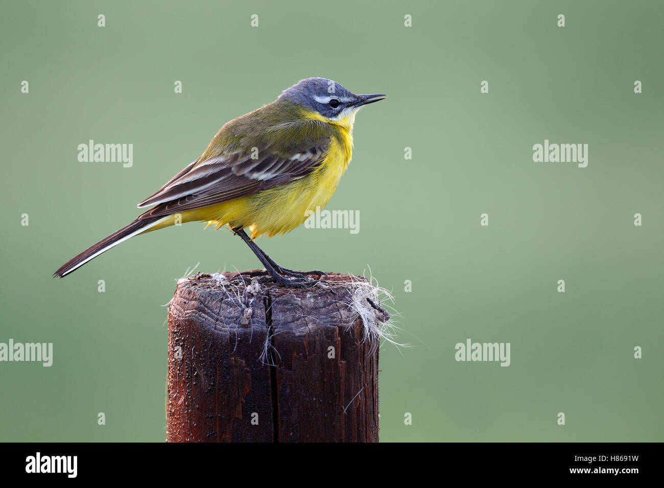 Blue-headed Wagtail (Motacilla flava), Netherlands Stock Photo - Alamy