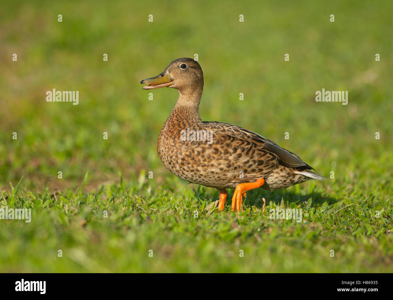 Hawaiian Duck (Anas wyvilliana), Hanalei National Wildlife Refuge ...