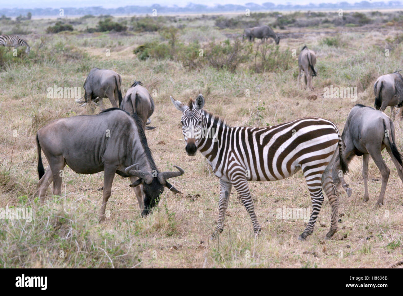 Kenya african cattle zebra hi-res stock photography and images - Alamy