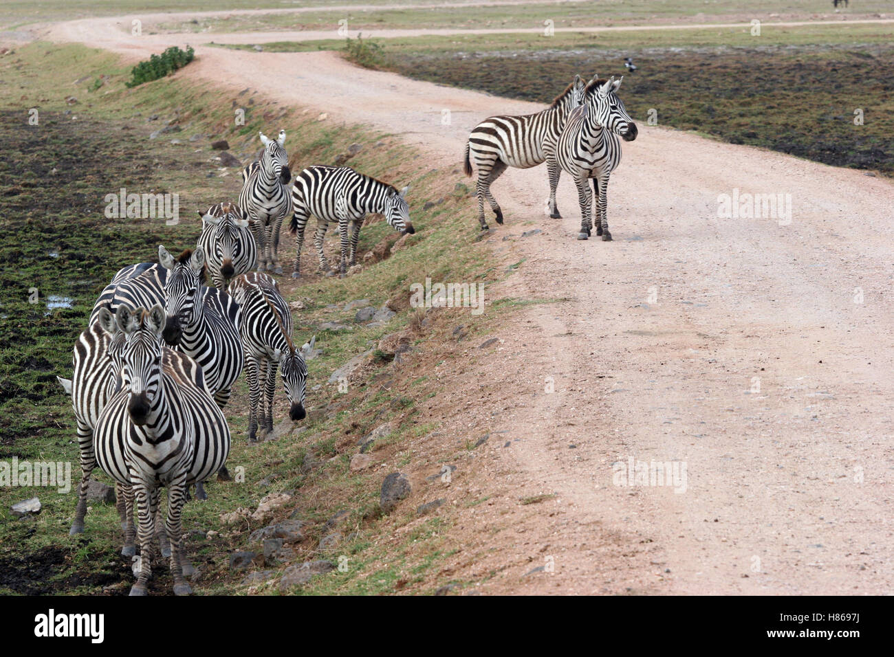 Kenya african cattle zebra hi-res stock photography and images - Alamy