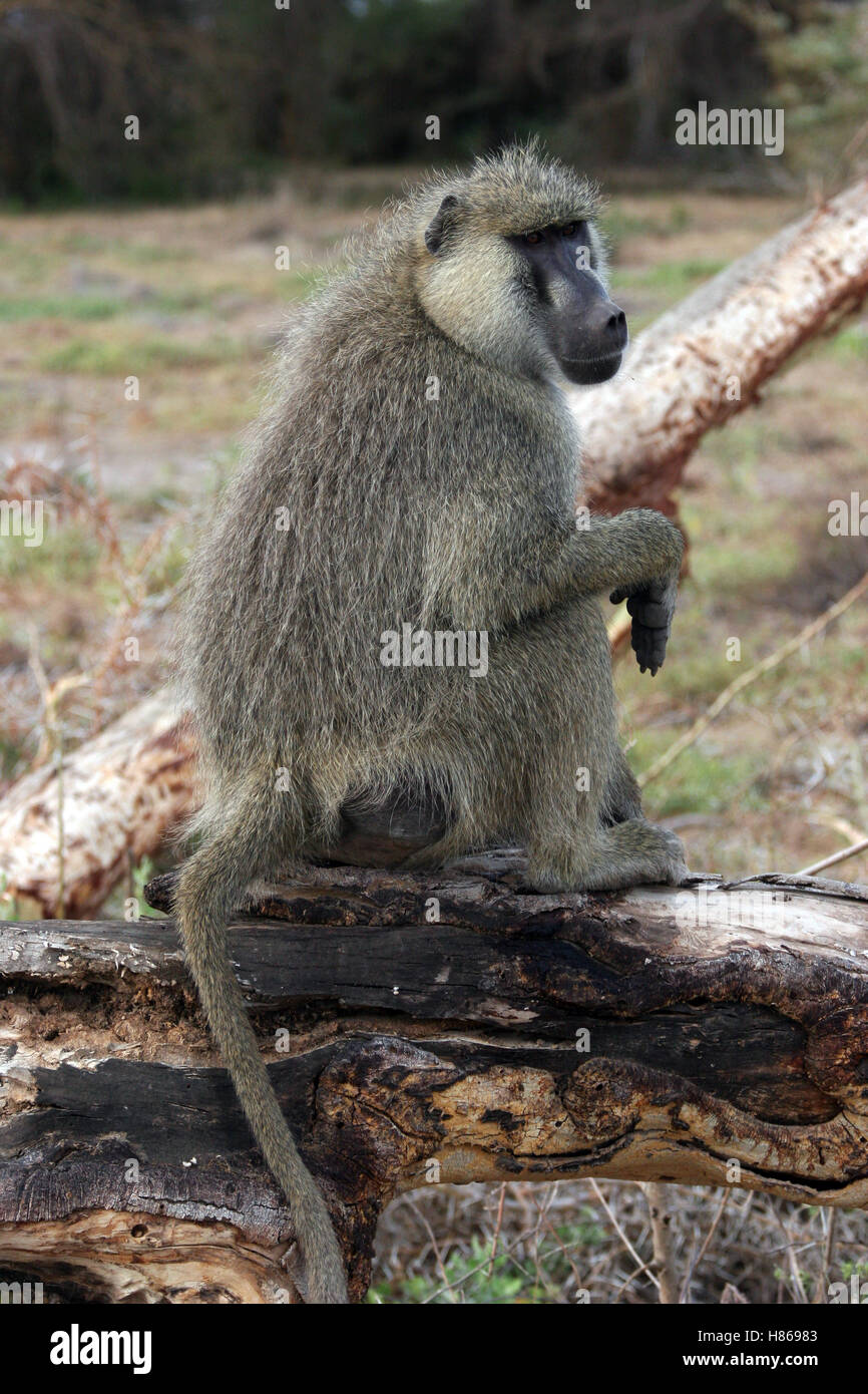 SCIMMIA - MONKEY Stock Photo - Alamy