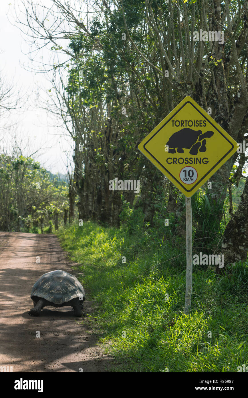 Tortoise warning road sign High Resolution Stock Photography and Images ...