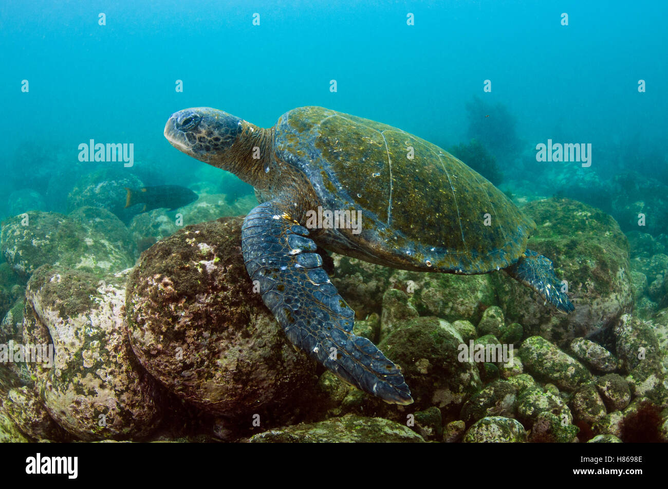 Pacific Green Sea Turtle (Chelonia mydas agassizi), Galapagos Islands ...