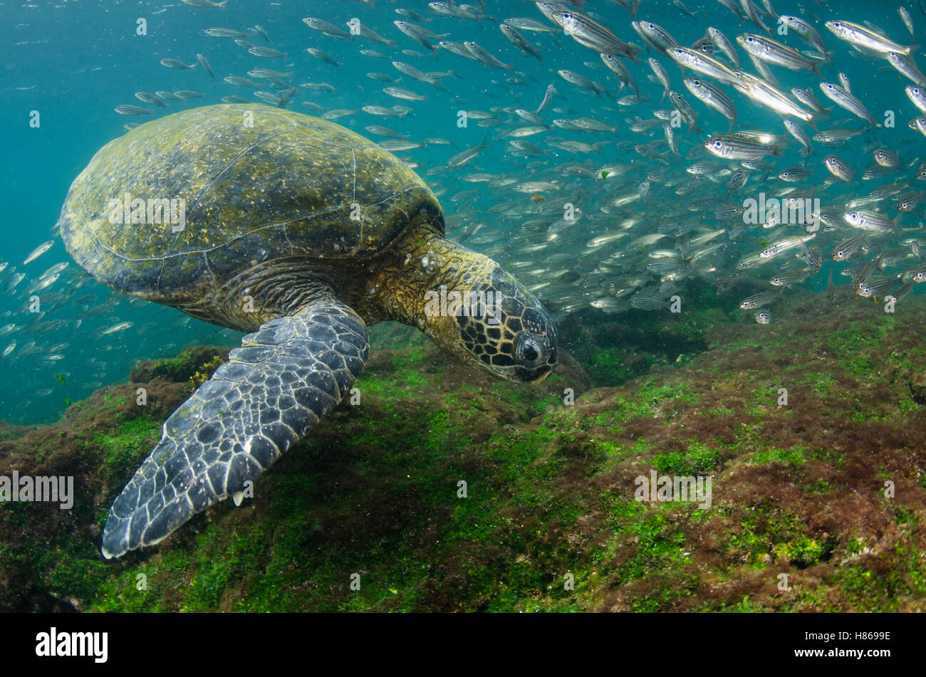 Pacific Green Sea Turtle (Chelonia mydas agassizi) swimming, Galapagos ...