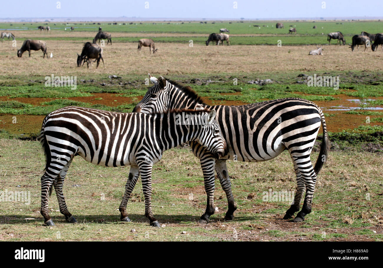 Kenya african cattle zebra hi-res stock photography and images - Alamy