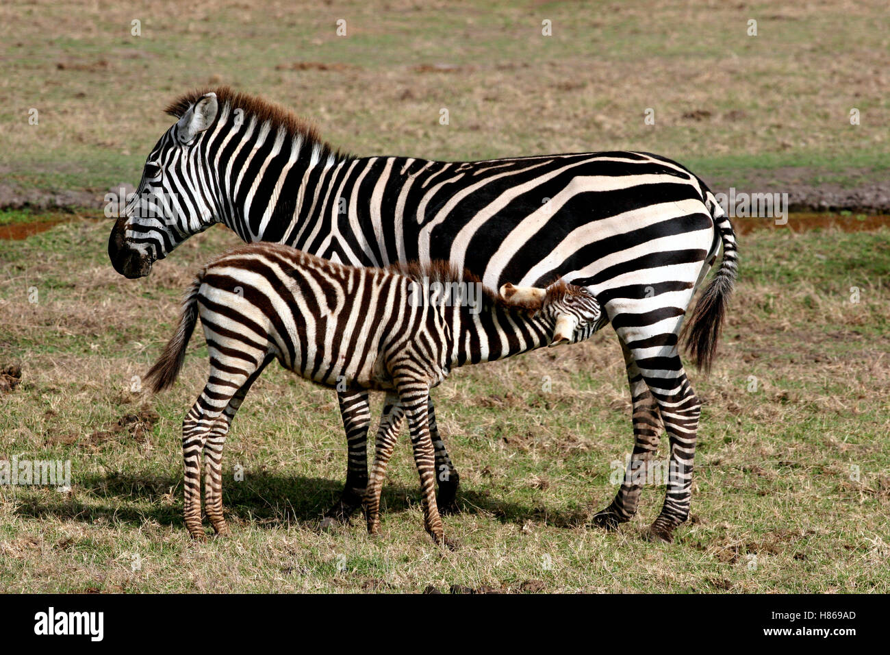 Kenya african cattle zebra hi-res stock photography and images - Alamy