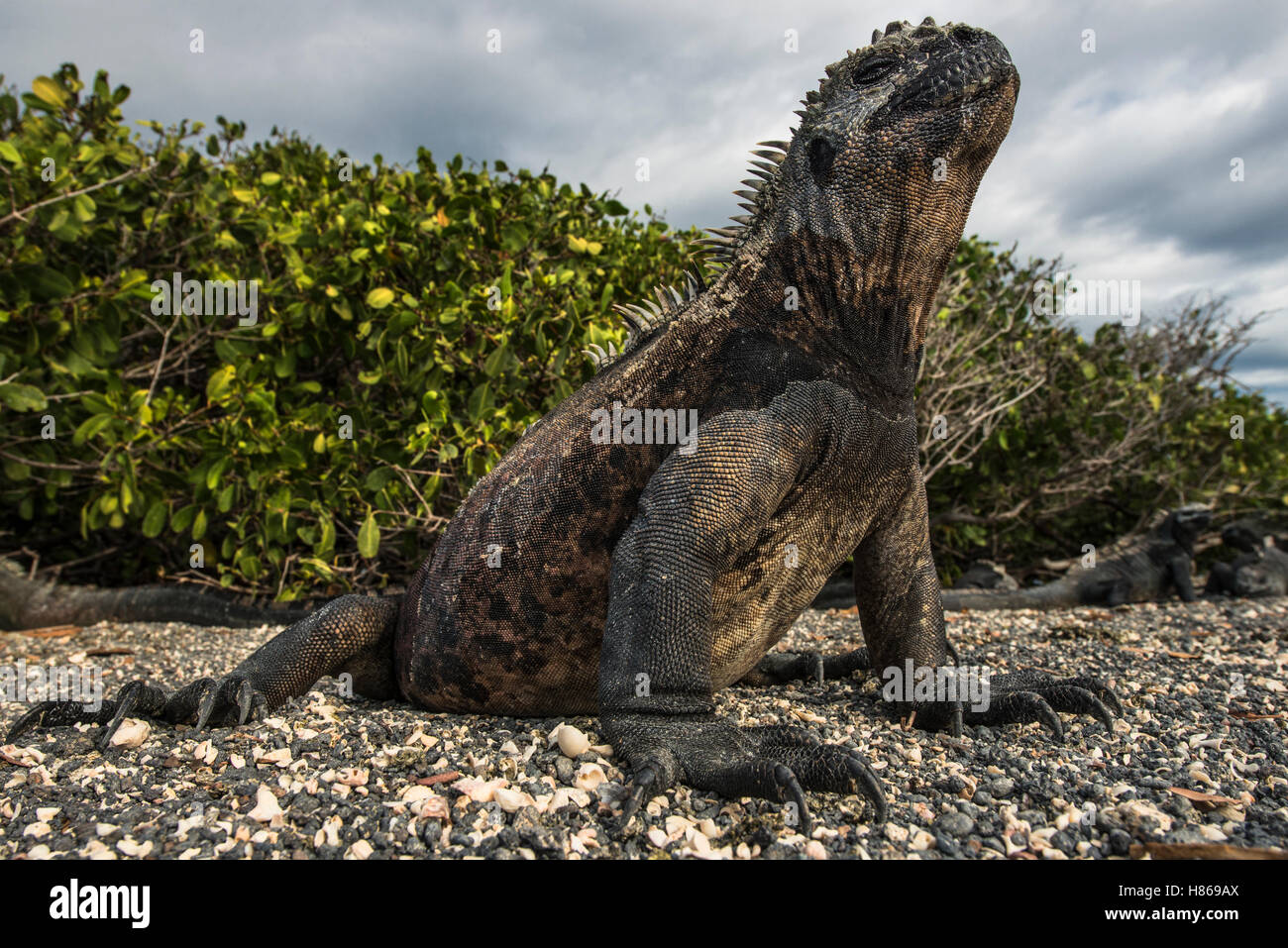 Marine Iguana (Amblyrhynchus cristatus) basking, Fernandina Island ...
