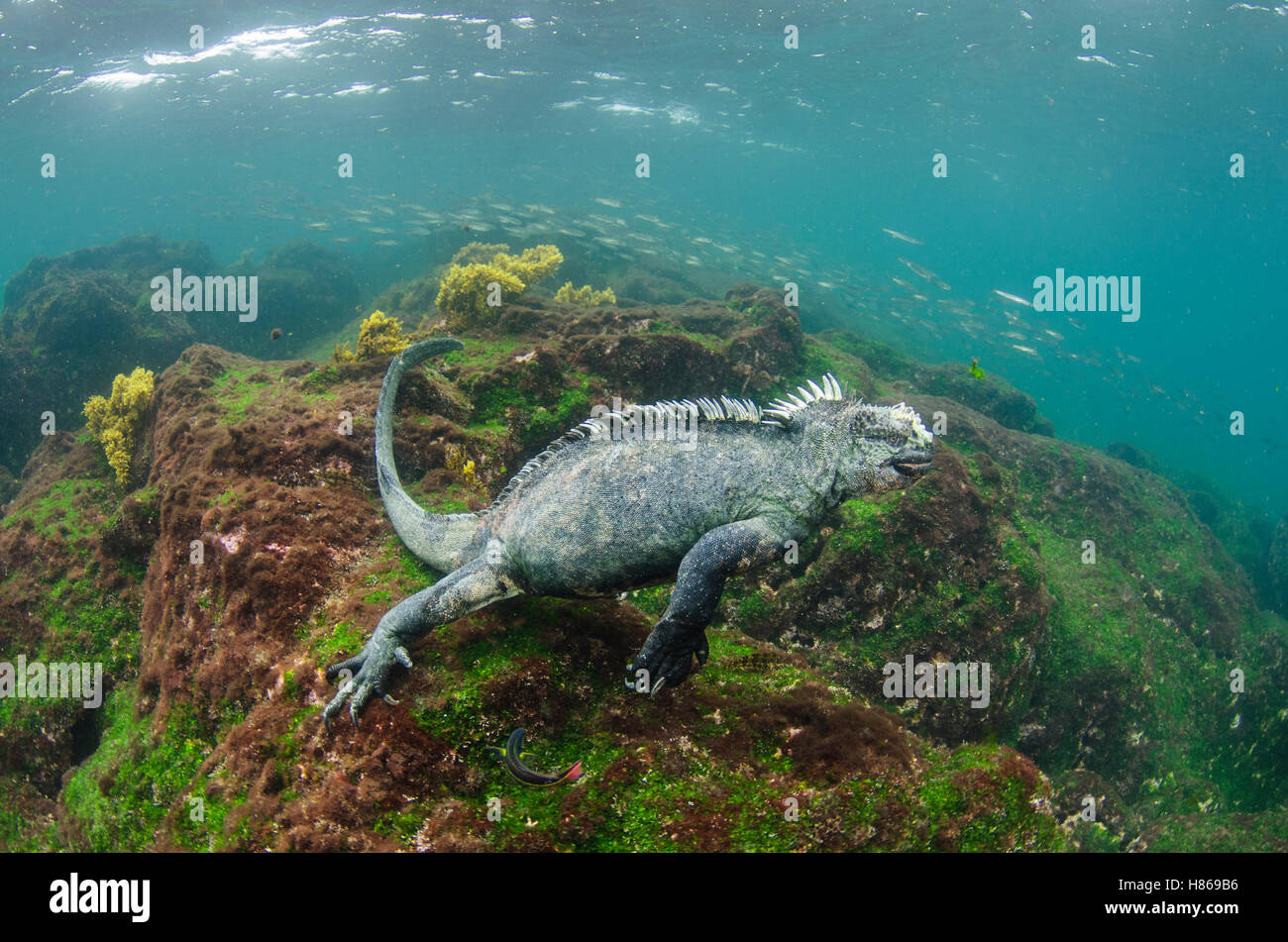 Marine Iguana (Amblyrhynchus cristatus) swimming underwater, Fernandina ...