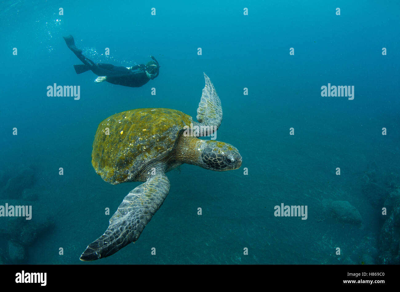 Pacific Green Sea Turtle (Chelonia mydas agassizi) and snorkeler ...