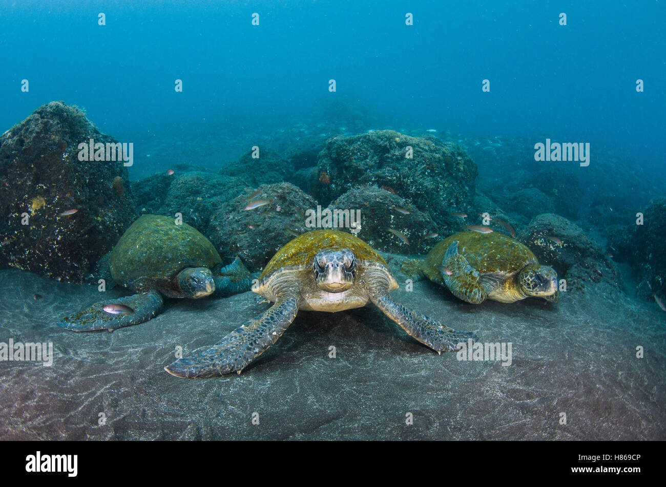 Pacific Green Sea Turtle (Chelonia mydas agassizi) trio, Galapagos ...