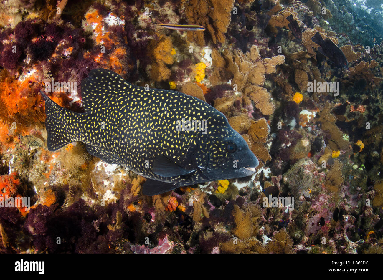 Pacific Beakfish (Oplegnathus insignis), Galapagos Islands, Ecuador ...