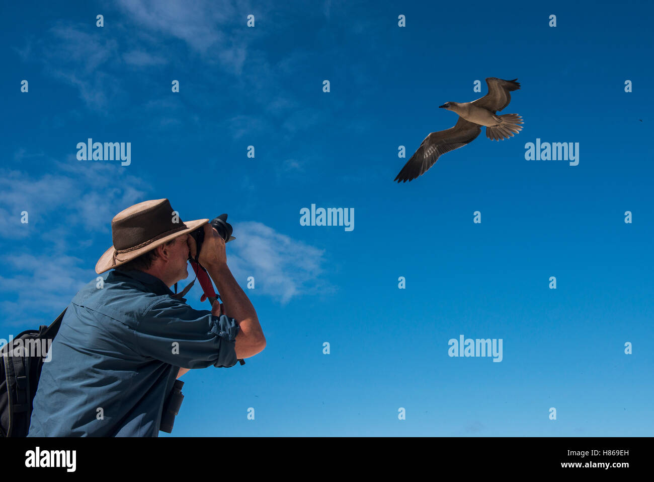 Red-footed Booby (Sula sula) flying juvenile being photographed by ...