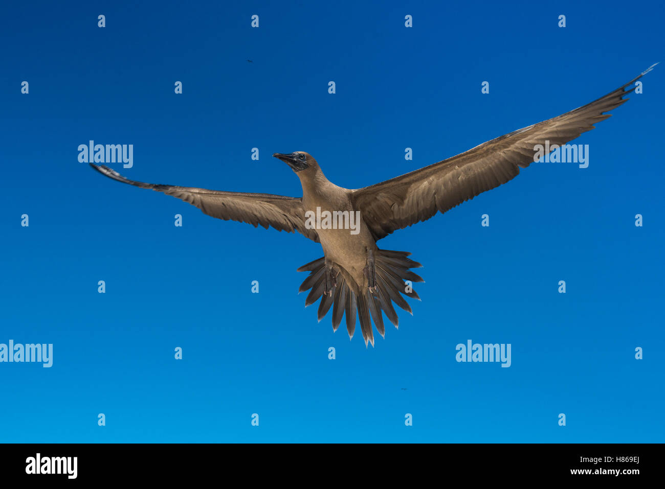 Red-footed Booby (Sula sula) juvenile flying, Genovesa Island ...