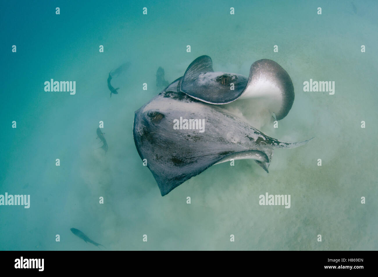 Diamond Stingray (Dasyatis brevis) pair fighting, Galapagos Islands ...