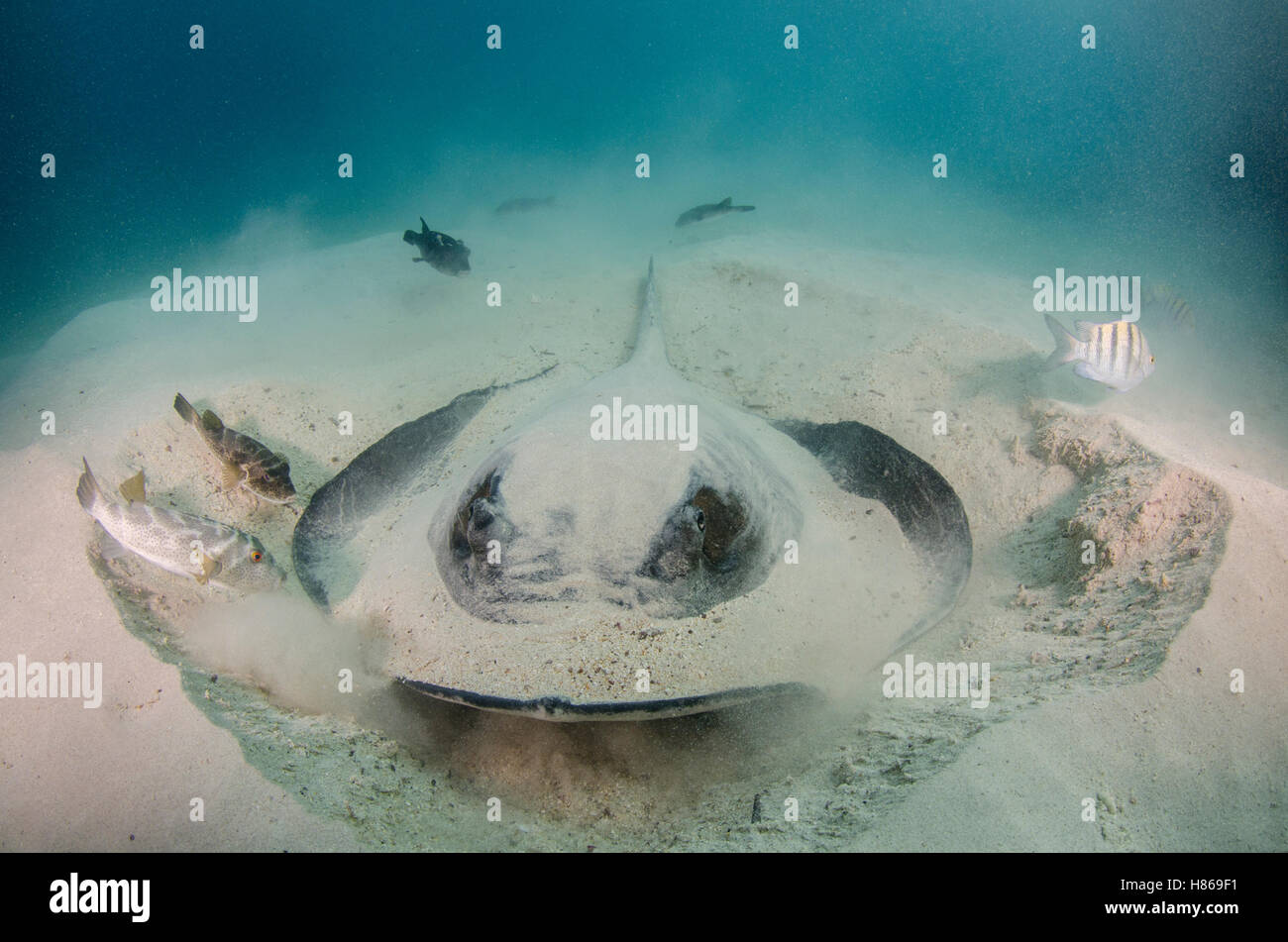 Diamond Stingray (Dasyatis brevis) digging in sand, Galapagos Islands ...