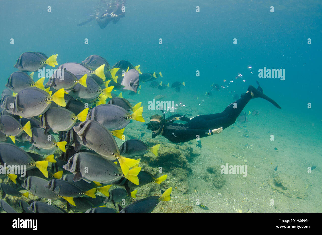 Yellow-tailed Surgeonfish (Prionurus laticlavius) school and snorkelers ...