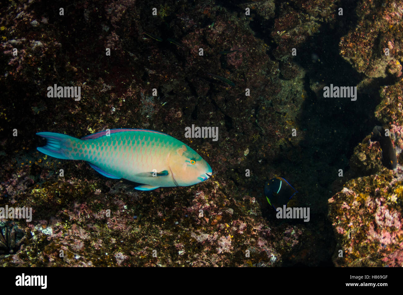 Blue-barred Parrotfish (Scarus ghobban), Galapagos Islands, Ecuador ...