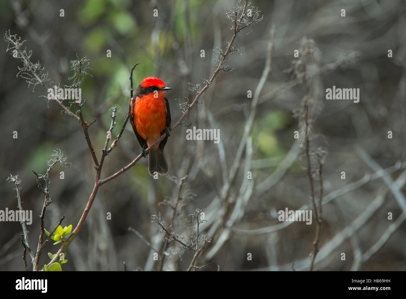 Vermilion Flycatcher (Pyrocephalus rubinus) male, Galapagos Islands ...