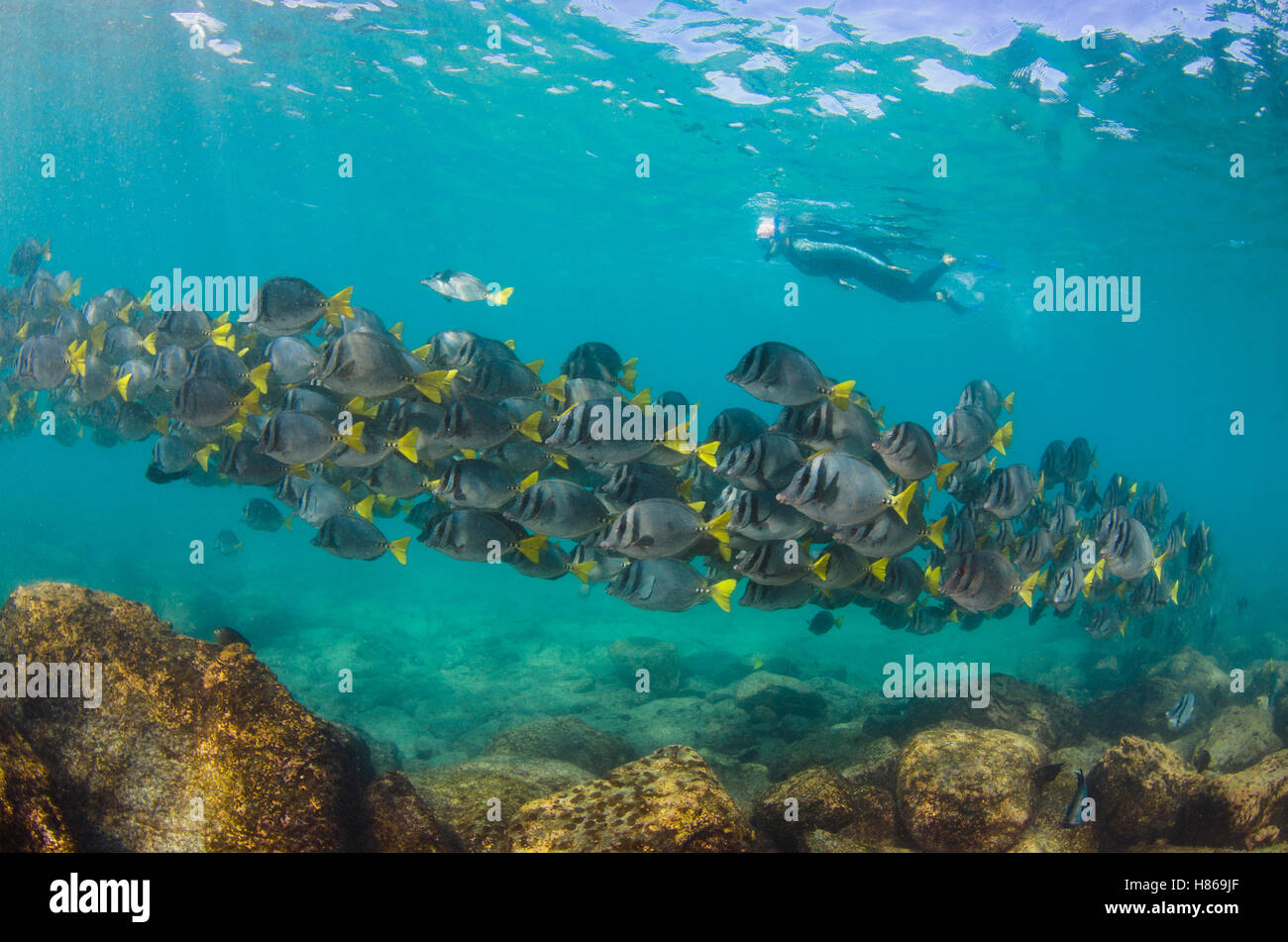 Yellow-tailed Surgeonfish (Prionurus laticlavius) school and snorkeler ...