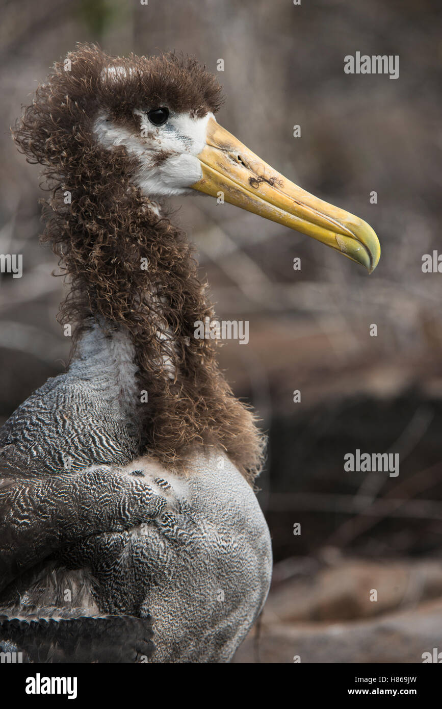 Waved Albatross (Phoebastria irrorata) molting juvenile, Espanola ...