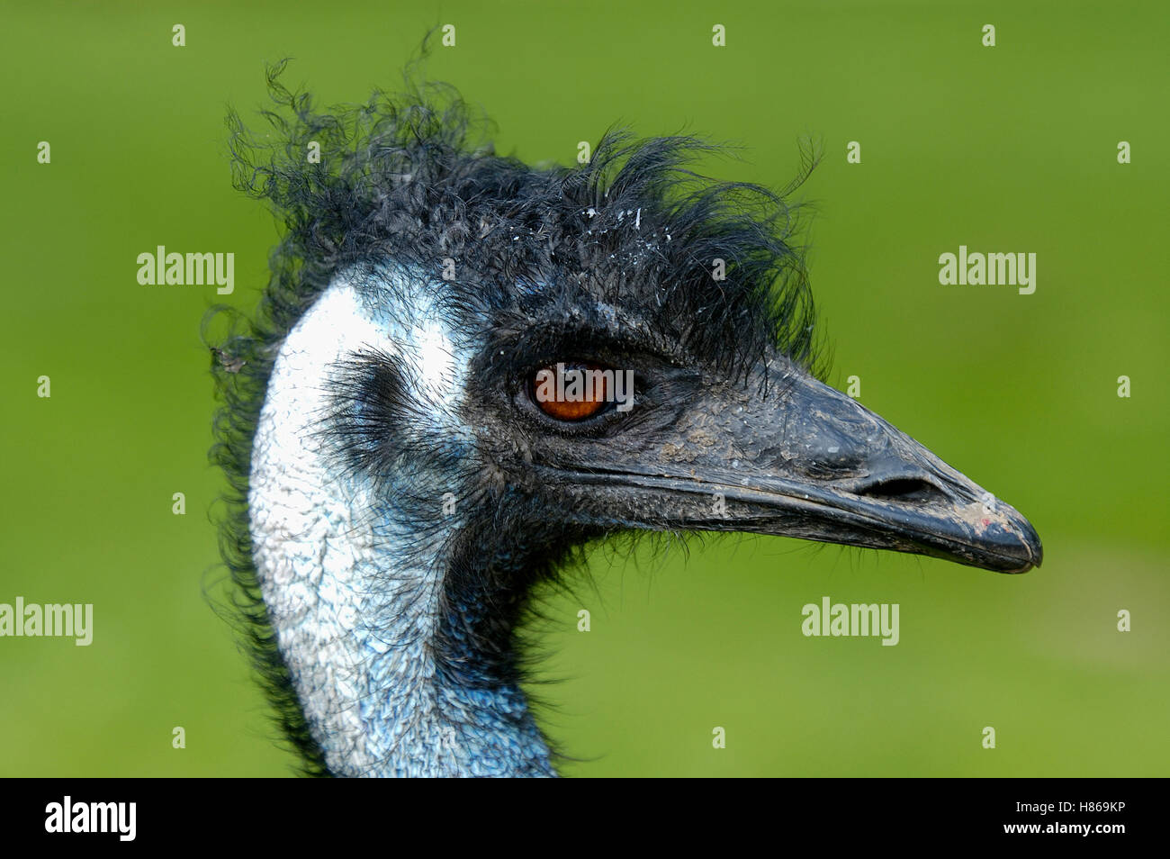Emu (Dromaius novaehollandiae), Germany Stock Photo - Alamy