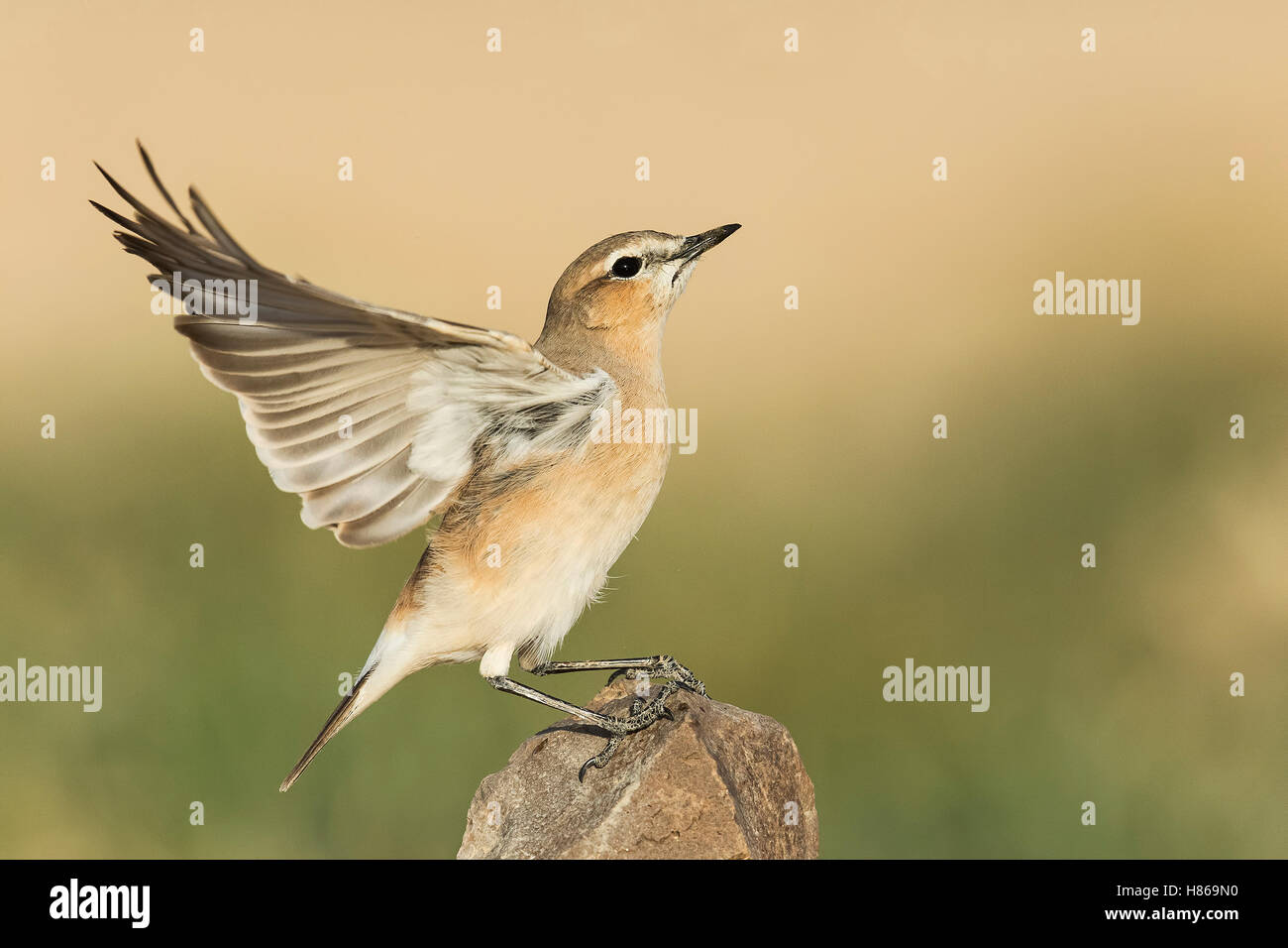 Isabelline Wheatear (Oenanthe isabellina) landing, Negev, Israel Stock ...