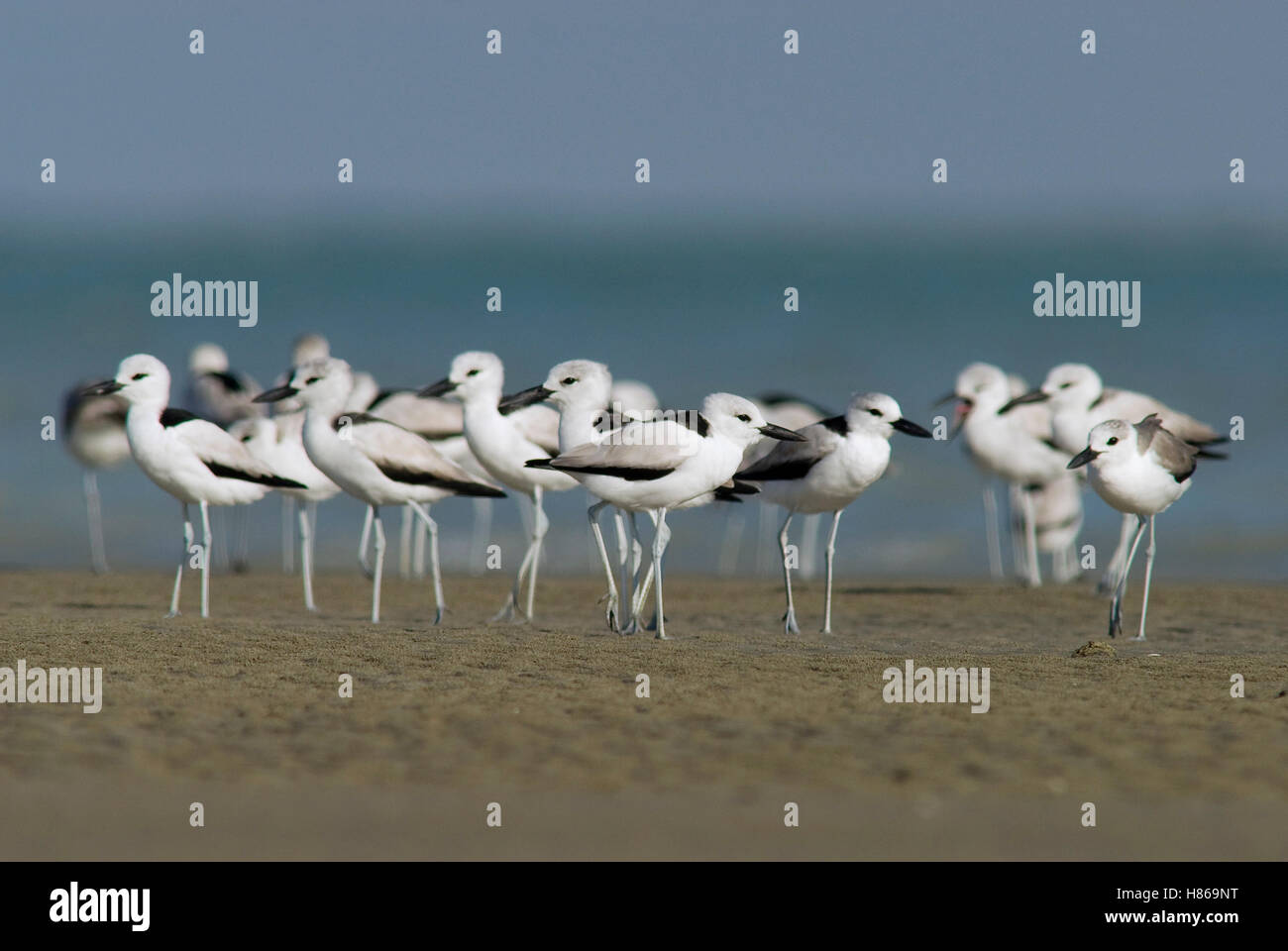 Crab Plover (Dromas ardeola) flock on beach, Oman Stock Photo - Alamy
